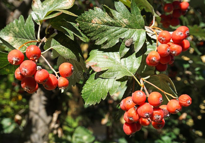 Red Hawthorn Berries on the Tree Stock Image - Image of twig, forest ...