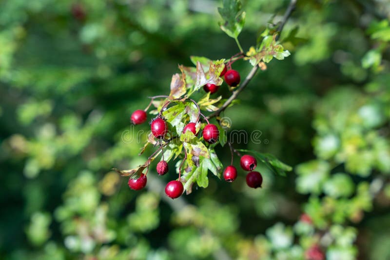 Red Hawthorn (Crataegus Ambigua) Berries Stock Image - Image of autumn ...