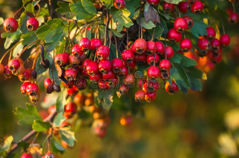 Red a hawthorn stock photo. Image of group, birds, countryside - 78519552