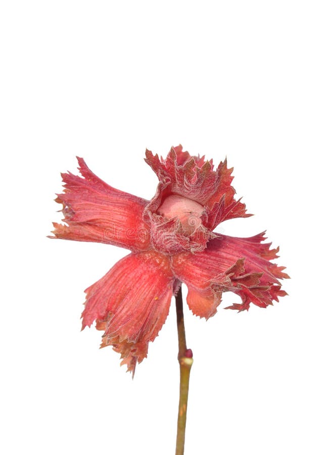 Red hazel stock photo. Image of hazel, flora, plant, corylus - 26563426