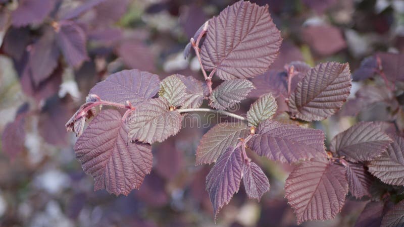 Red Hazel Leaves Taken in Spring Stock Image - Image of brown, corylus ...