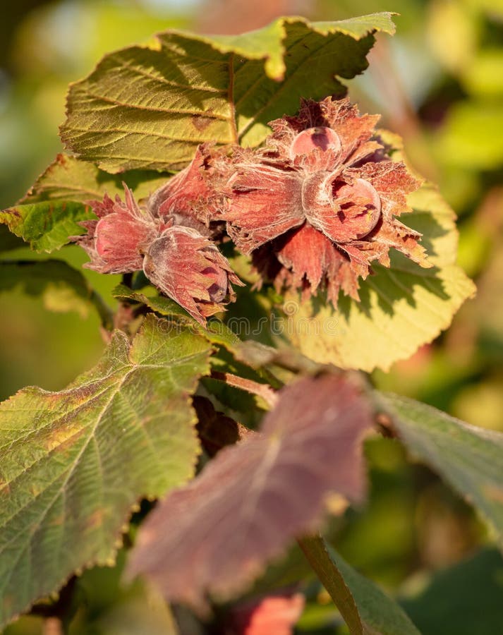 Red Hazelnut Fruits on the Branches of a Tree. Stock Photo - Image of ...