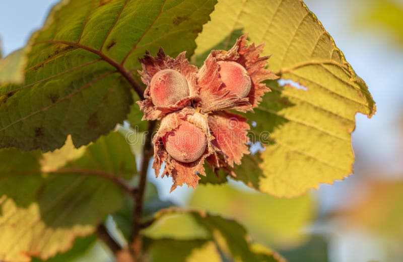 Red Hazelnut Fruits on the Branches of a Tree. Stock Photo - Image of ...