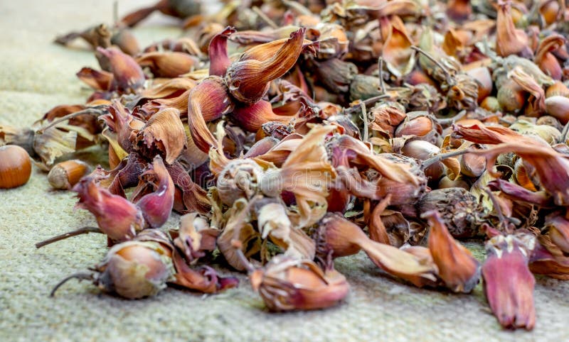 Red Hazelnut Nuts on Jute Bag Stock Image - Image of burlap, natural ...
