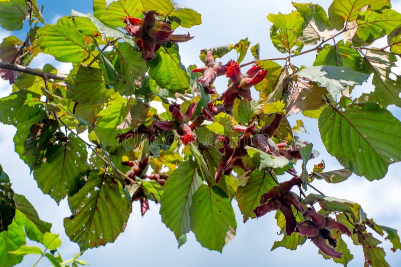 Red Hazelnut Nuts on Tree Branches Stock Photo - Image of looking ...