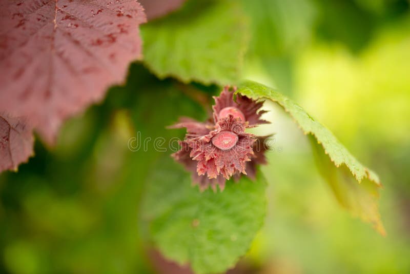 Red Hazelnut Nuts on Tree Branches in Summer Stock Photo - Image of ...