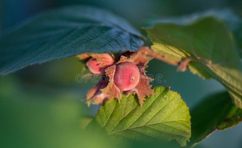Red Hazelnuts on Tree Branches Stock Photo - Image of leaflet, branch ...