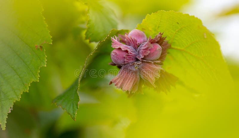 Red Hazelnuts on Tree Branches Stock Image - Image of natural, green ...