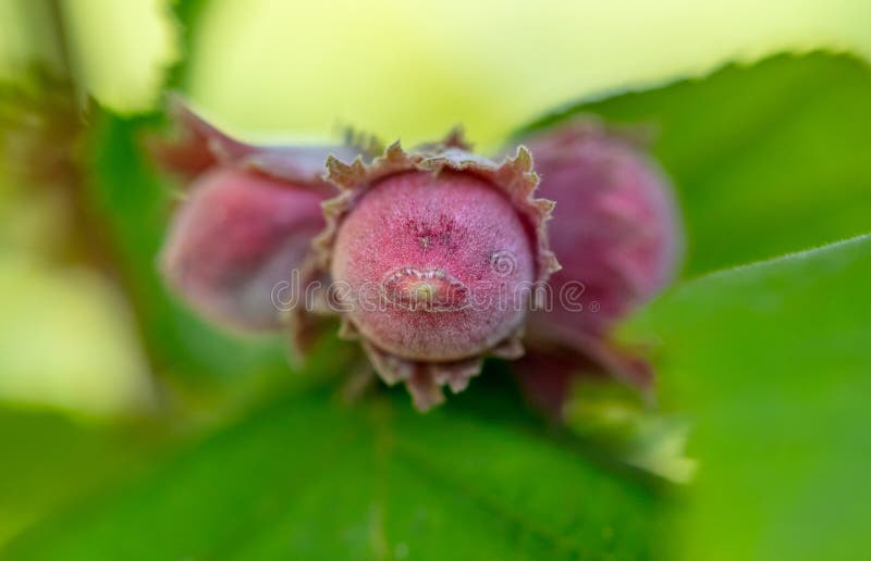 Red Hazelnuts on Tree Branches Stock Image - Image of healthy, leaf ...