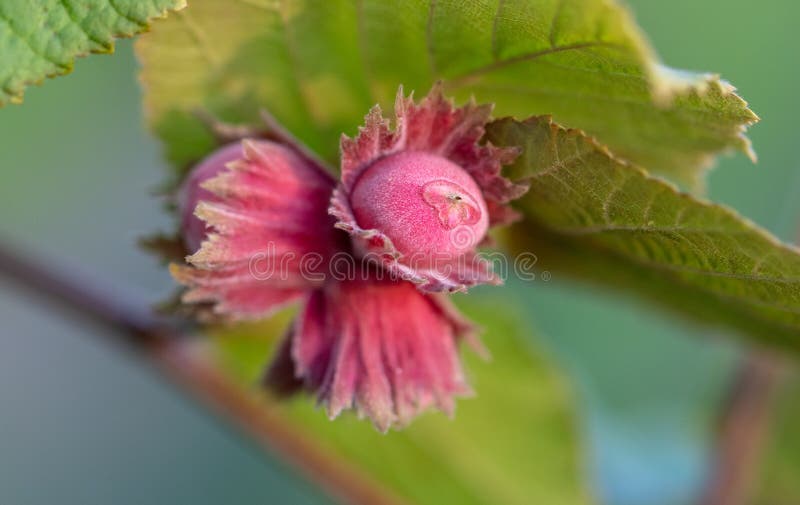 Red Hazelnuts on Tree Branches Stock Image - Image of fruit, macro ...