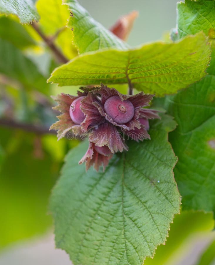 Red Hazelnuts on Tree Branches Stock Image - Image of green, branch ...