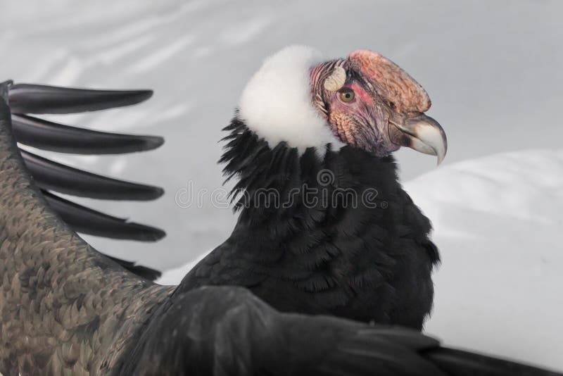 Andean Condor Feathers Close-up Stock Photo - Image of structure ...