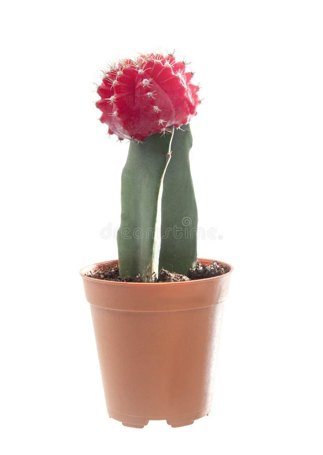 Red head cactus stock image. Image of green, sharp, isolation - 32989571