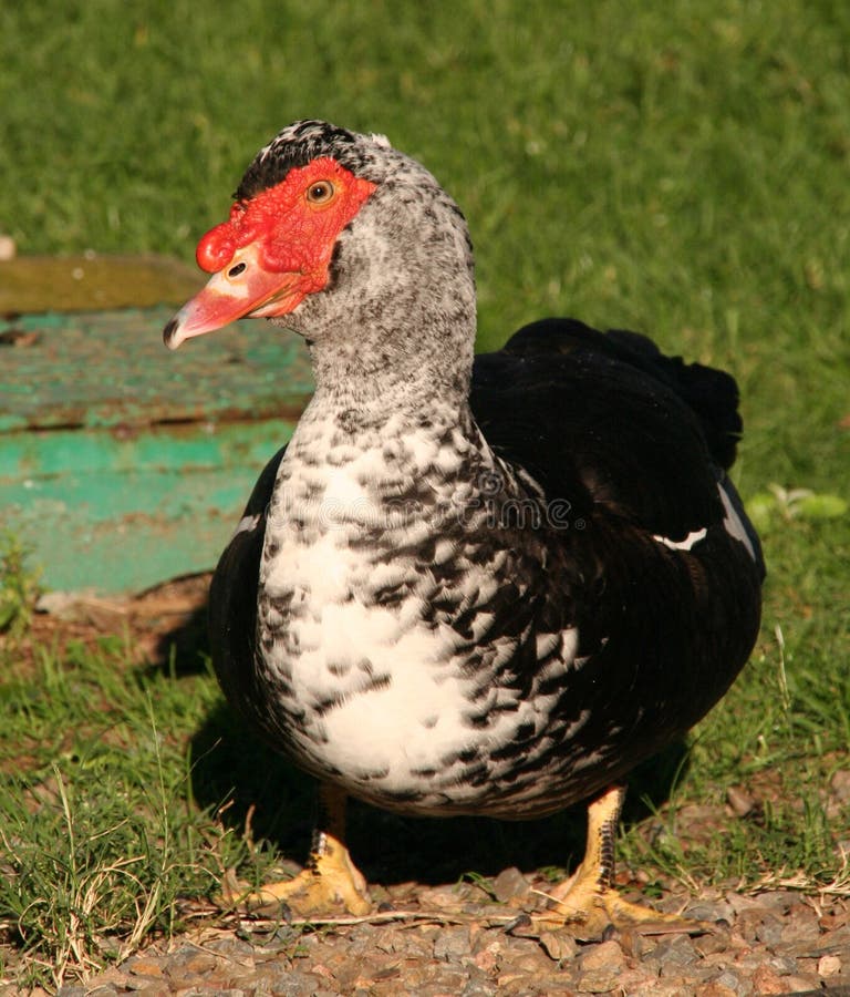 Red Head Duck Stock Images - Download 3,589 Royalty Free Photos