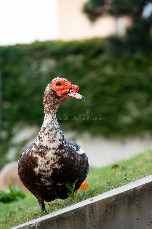 A Red-head Duck in the Outdoors Stock Photo - Image of bird, wing ...