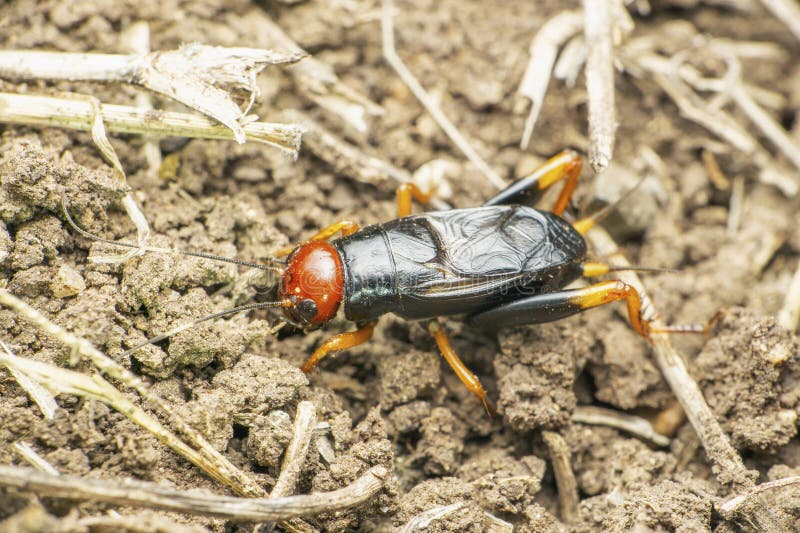 Red Head Field Cricket, Satara, Maharashtra Stock Image - Image of ...