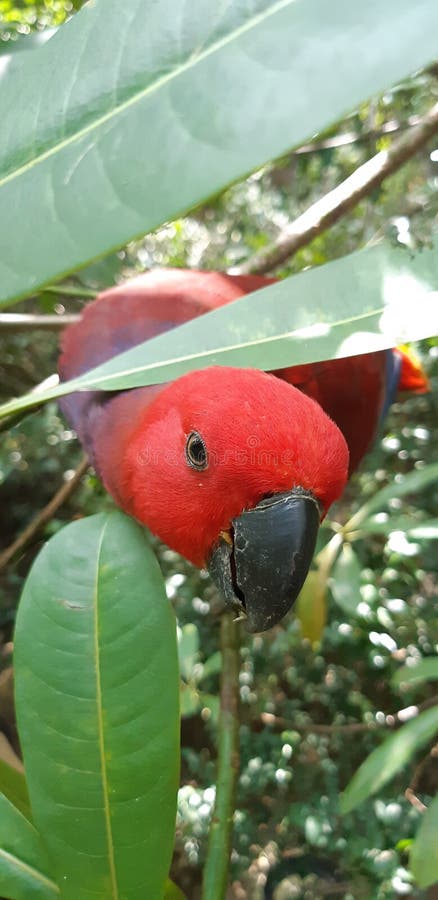 Red Head Parrot stock image. Image of green, plant, parrot - 259745987