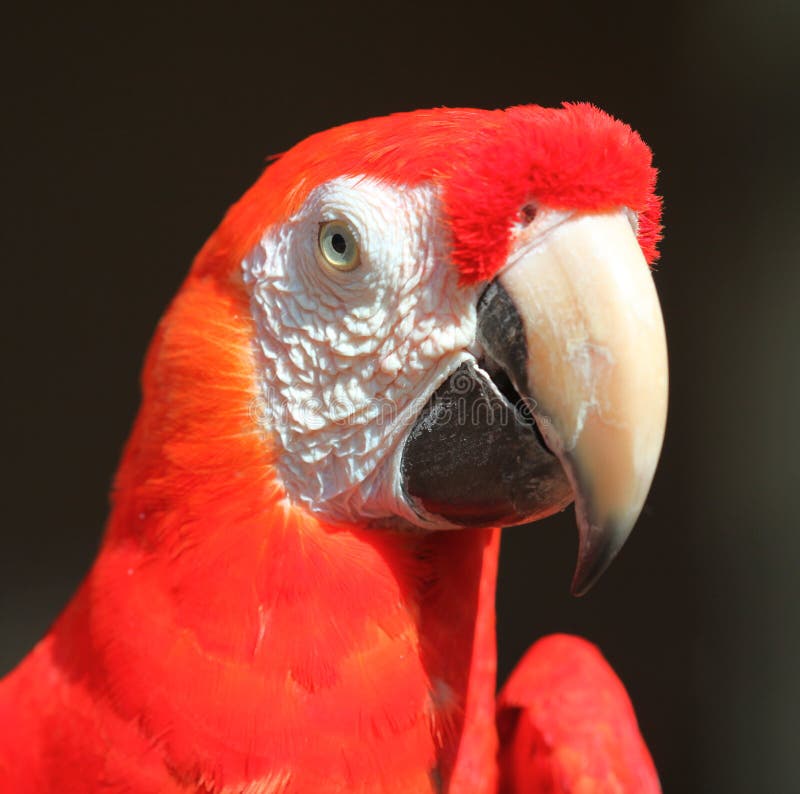 Red Parrot. Picture Image: 86218611