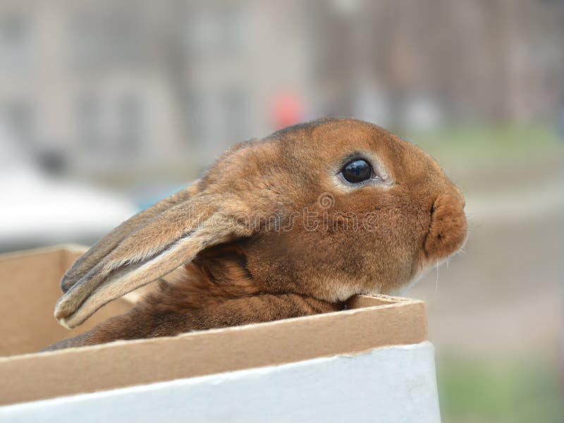 Red head stock image. Image of portrait, mammal, raising - 66414931