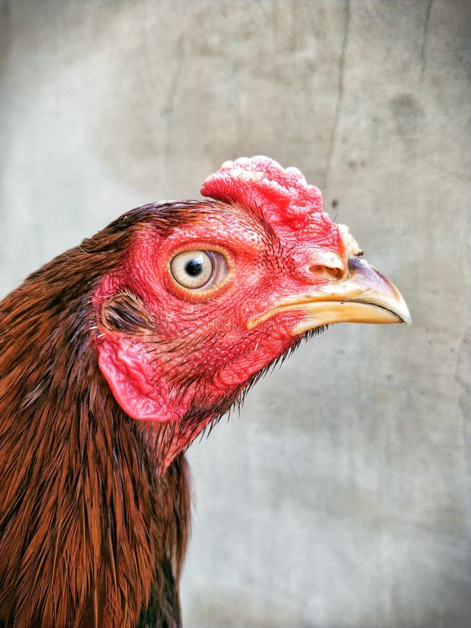 Red head rooster stock image. Image of head, roosters - 222570751