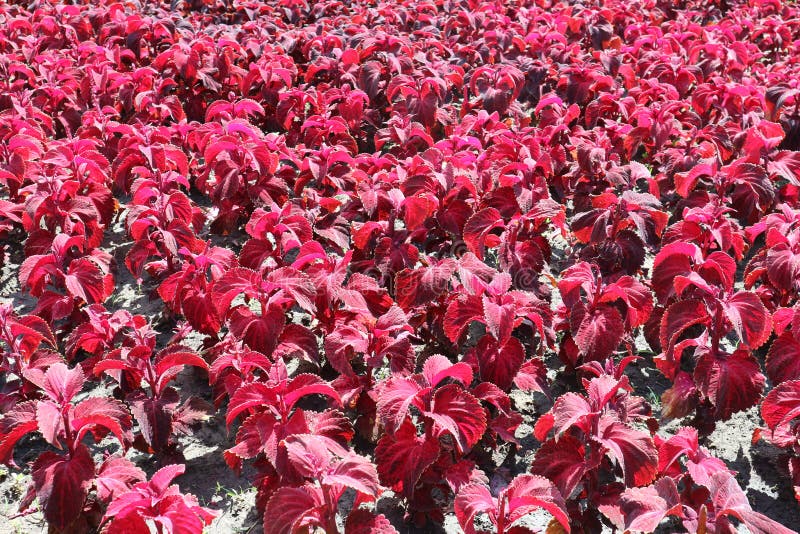 Red Head Sun Coleus in Decorative Summer Garden Stock Image - Image of ...