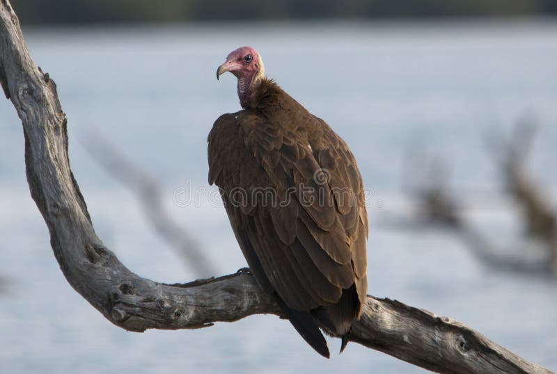 Red head Vulture stock image. Image of africa, vulture - 26919163
