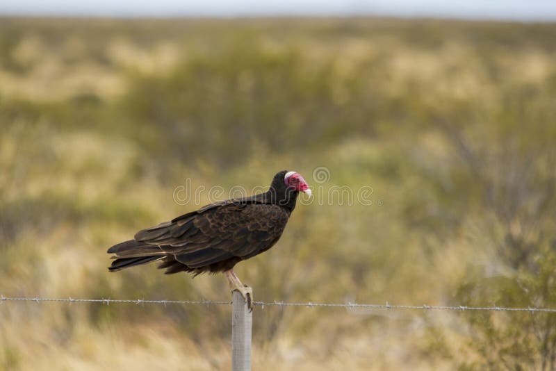 Red head vulture stock image. Image of ornithology, nature - 56541401
