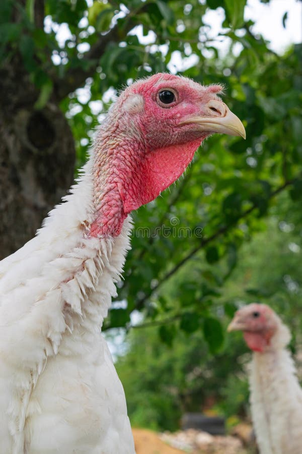 Red Head White Feathered Turkey Stock Image - Image of meat, american ...