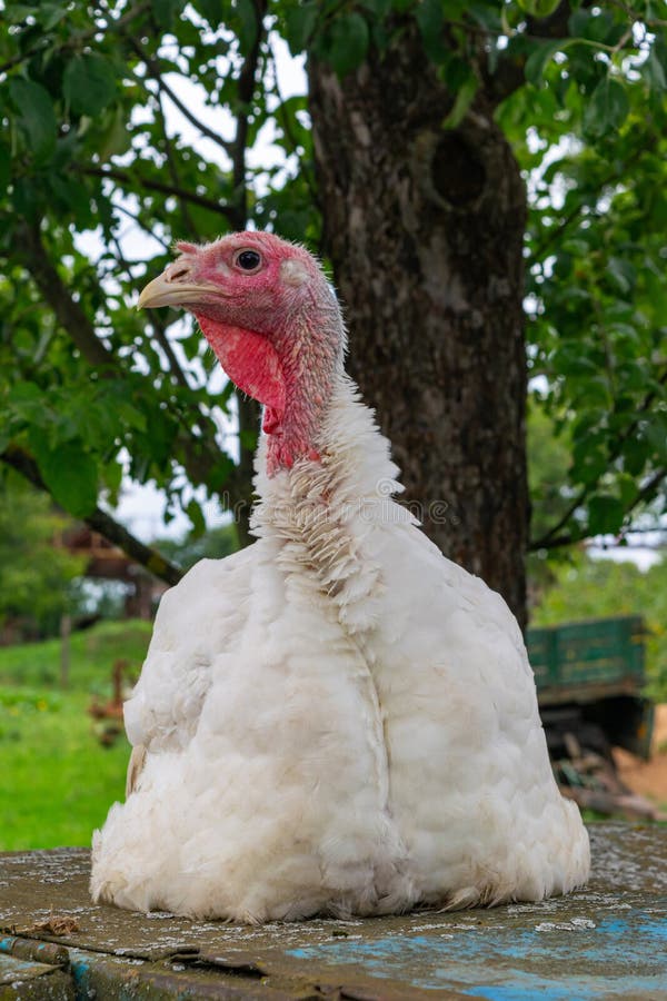 Red Head White Feathered Turkeys Stock Image - Image of countryside ...