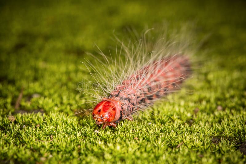 Red head worm stock image. Image of brown, graphics, gree - 42560833