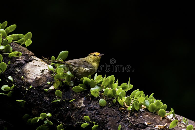 Red-headed Babbler,Stachyris Ruficeps Stock Photo - Image of bird ...