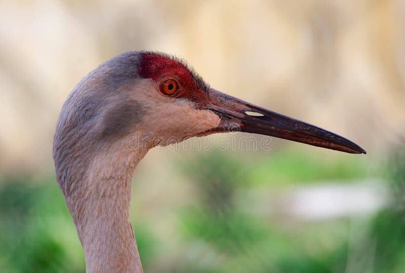 Red Headed Sandhill Crane stock image. Image of white - 39905573