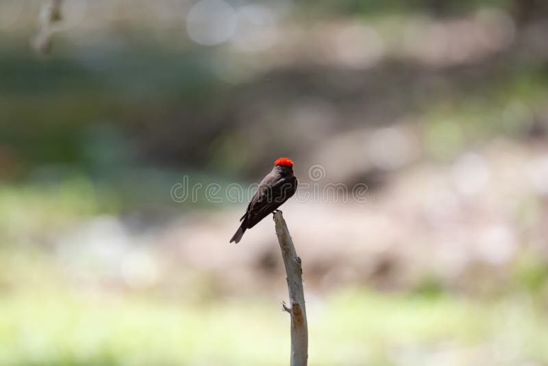 A Red-headed Black Bird in Arizona Stock Photo - Image of late ...