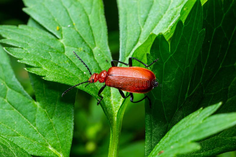A Red-headed Cardinal Beetle Climbing Up Single Blade of Grass Stock ...