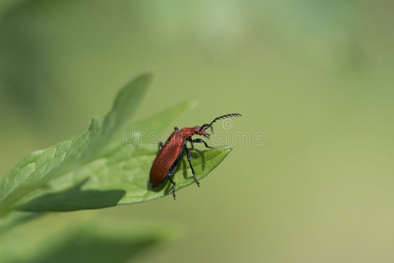 Red-headed Cardinal Beetle in Green Surrounding Stock Image - Image of ...