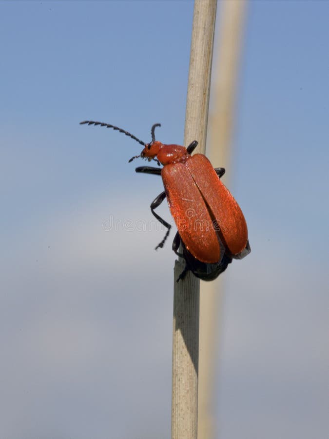 Red-headed Cardinal Beetle on a Reed Stem Stock Photo - Image of common ...