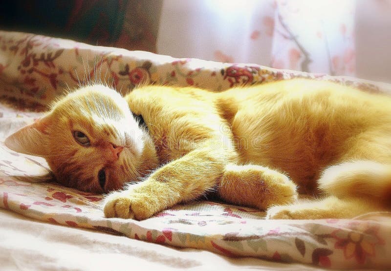 Red-headed cat stock photo. Image of morning, kitten - 89127456