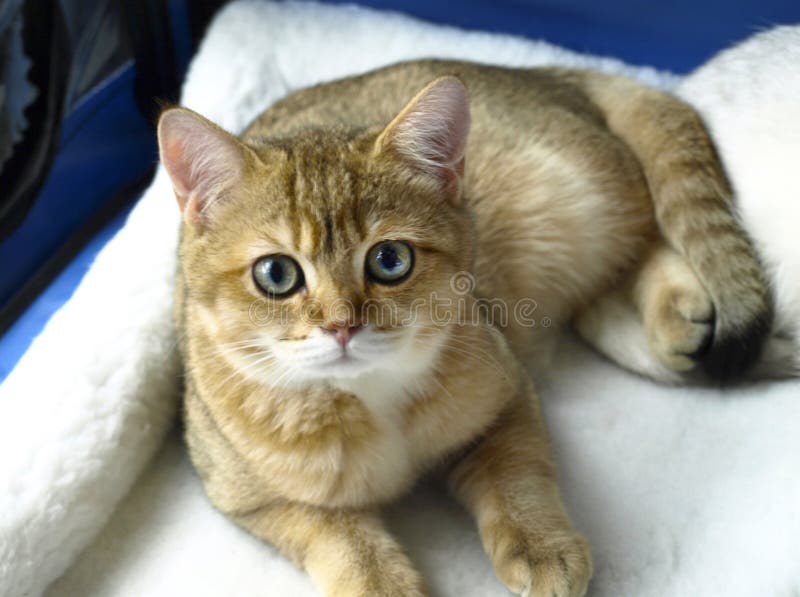 Red-headed cat stock photo. Image of mammals, lying, feline - 92352762