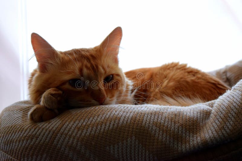 Red-headed cat stock image. Image of feline, face, soft - 204807999