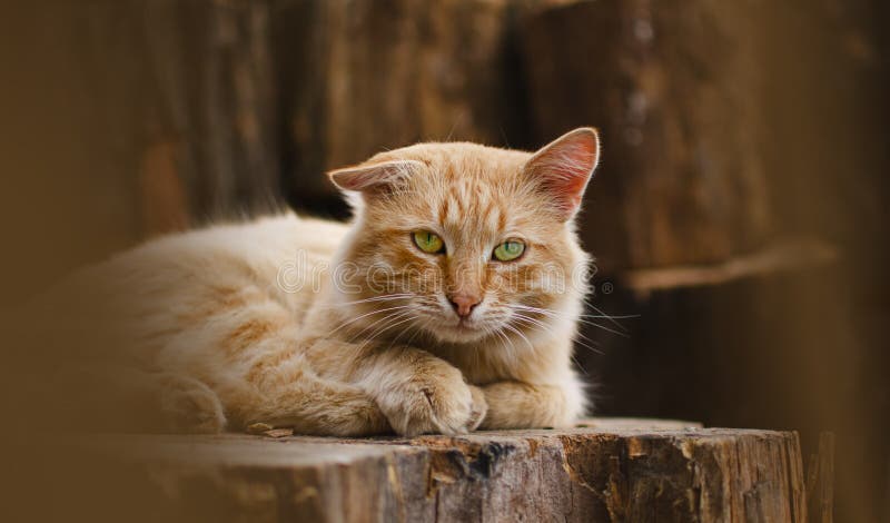 Red-headed cat stock photo. Image of tail, home, ncat - 61307808