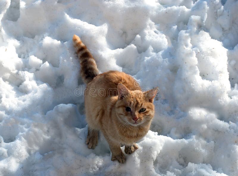 Red-headed cat stock photo. Image of mammal, orange, posing - 65960314