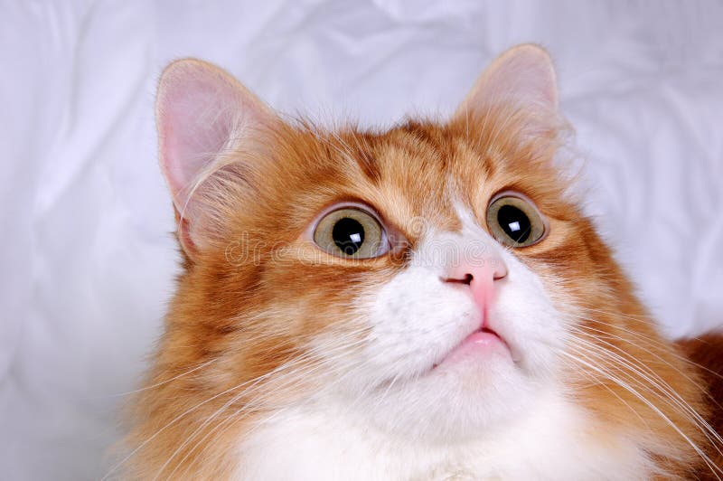 Red-headed cat stock photo. Image of fluff, looking, fluffy - 73034978