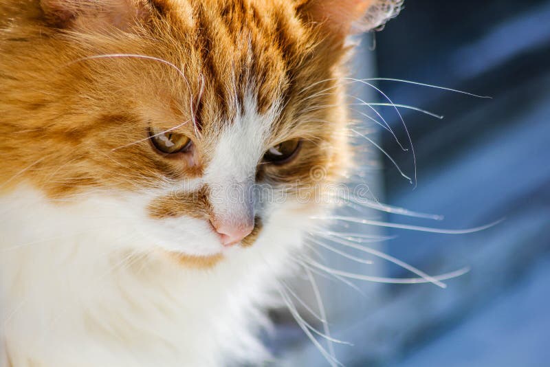 Red-headed cat stock photo. Image of cute, vertebrates - 70421976