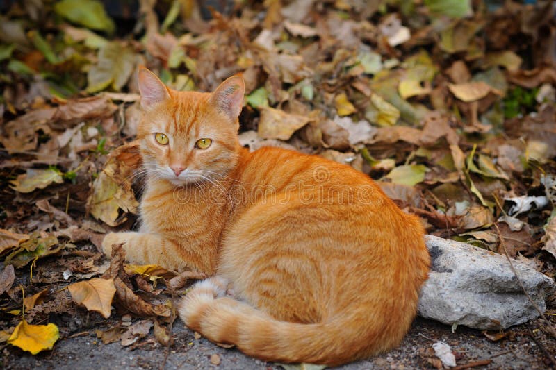 Red-headed cat stock photo. Image of wool, cats, clever - 66566458