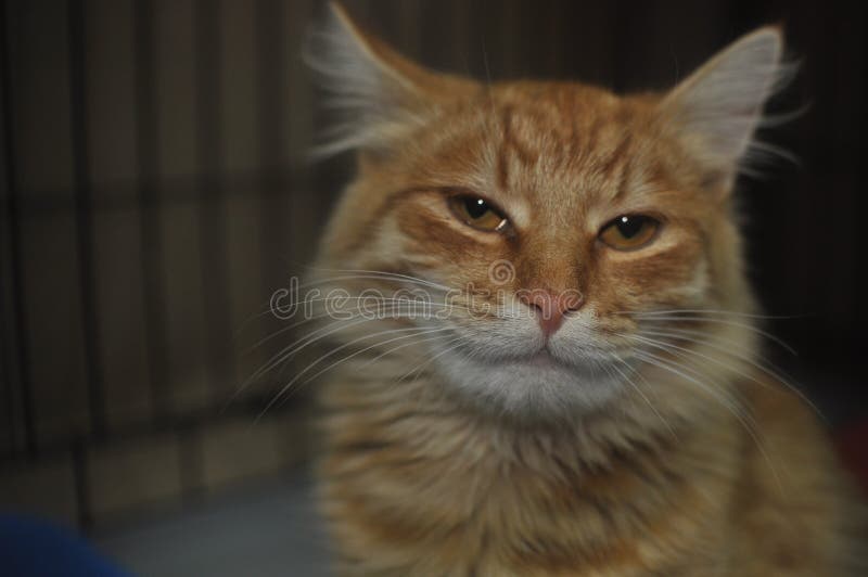 Red-headed cat stock photo. Image of animal, kennel, kitten - 79640432