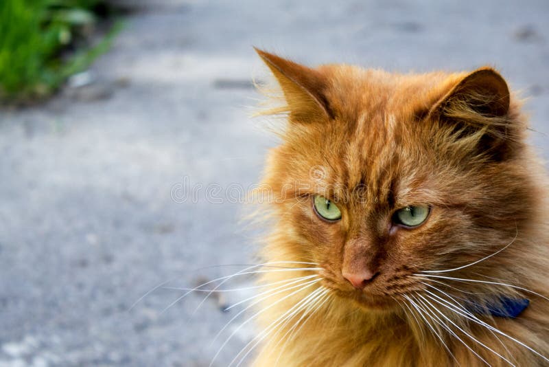 Red-headed cat stock image. Image of langeron, narchitecture - 119465797