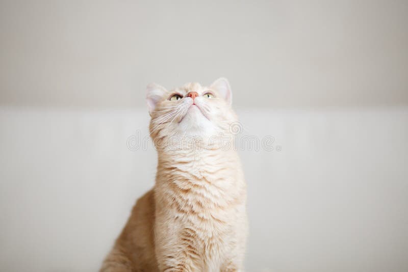 Red-headed cat stock image. Image of nature, animal, tender - 83646783