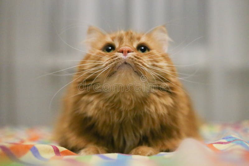 Red Headed Cat Watch Something Upper Him Stock Image - Image of like ...