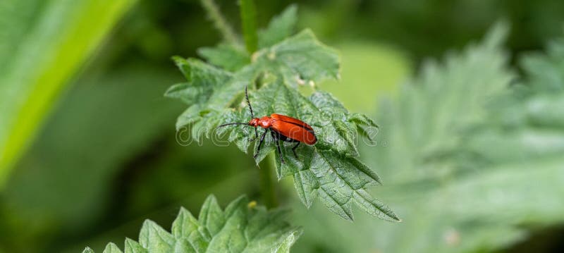 A Red Headed or Common Cardinal Beetle Stock Photo - Image of head ...