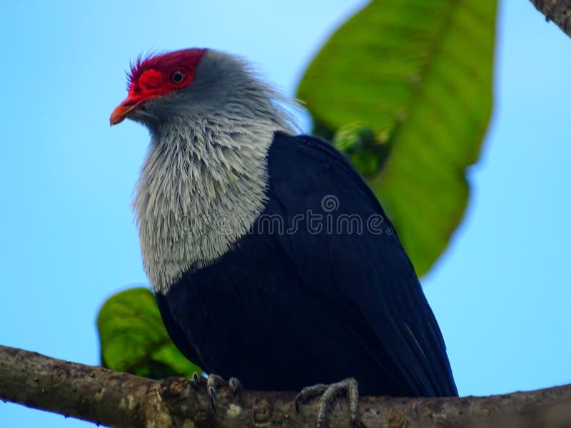 Red-headed dutch pigeon stock image. Image of capuchin - 202694167